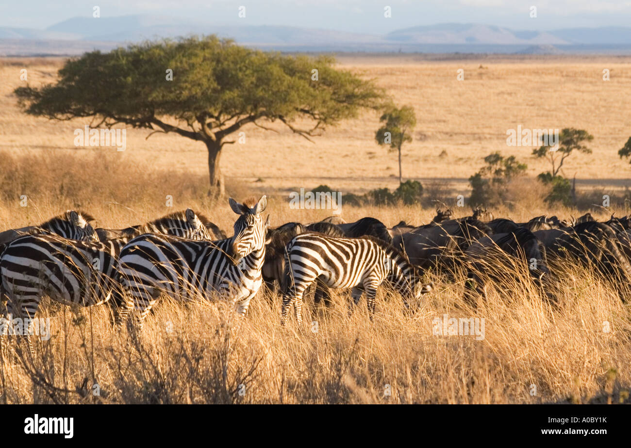 Zebra by Acacia Tree Masai Mara Kenya Africa Stock Photo - Alamy