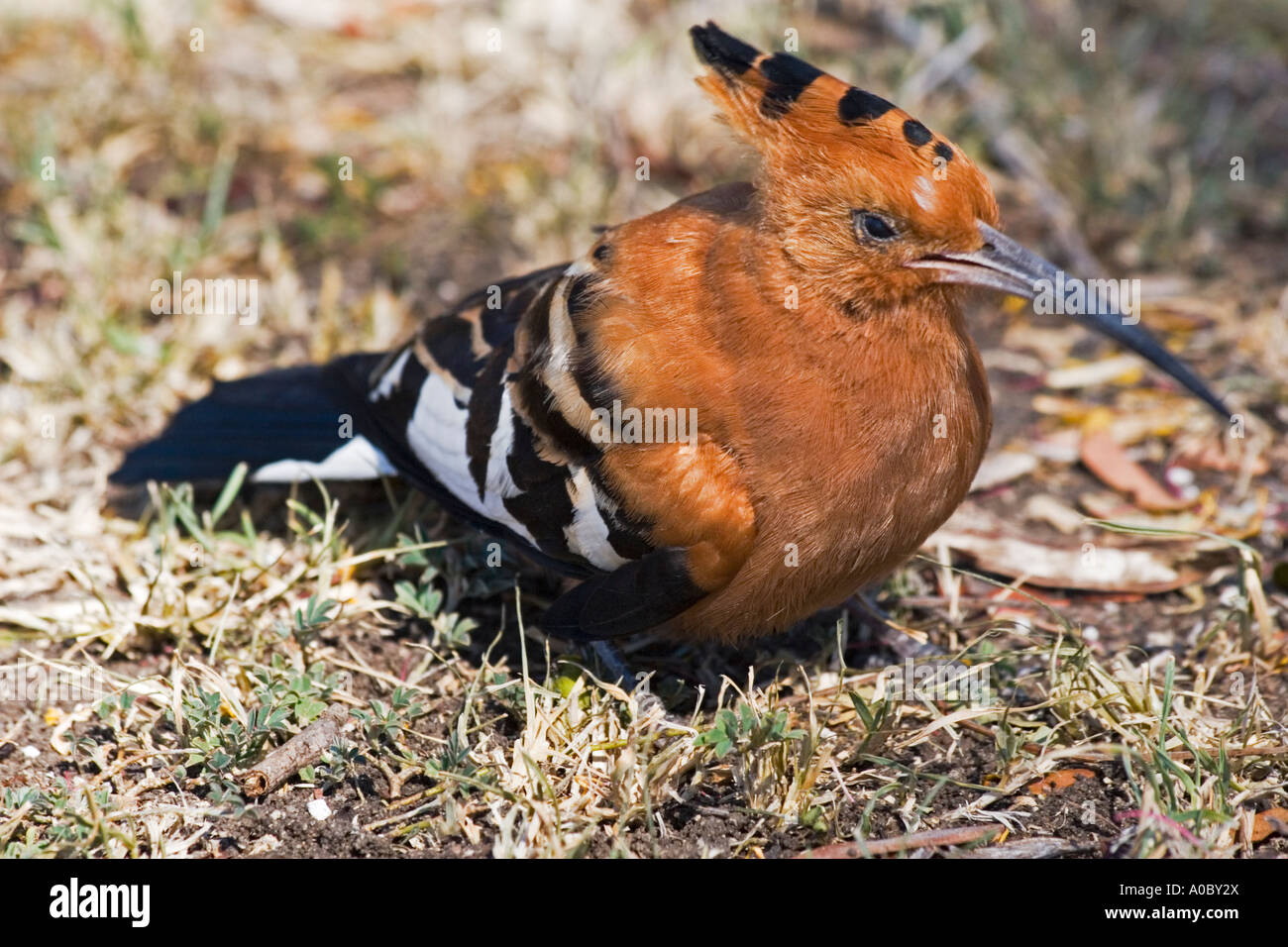 Common Hoopoe Close up Kenya Africa Upupa epops Stock Photo - Alamy