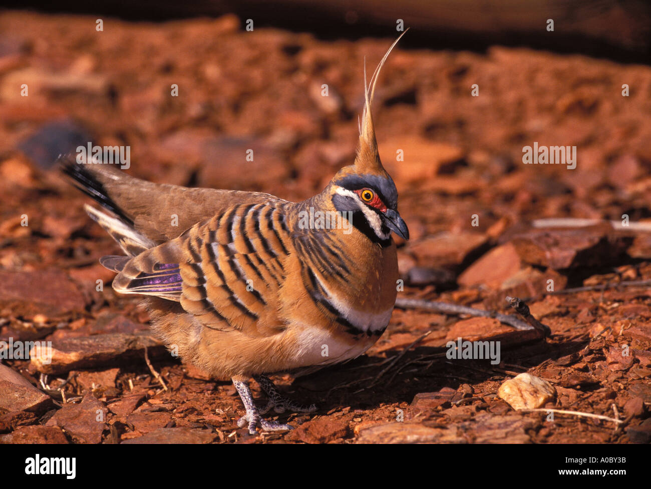 Spinifex Pigeon Geophaps plumifera Adult bowing display West McDonnell ...