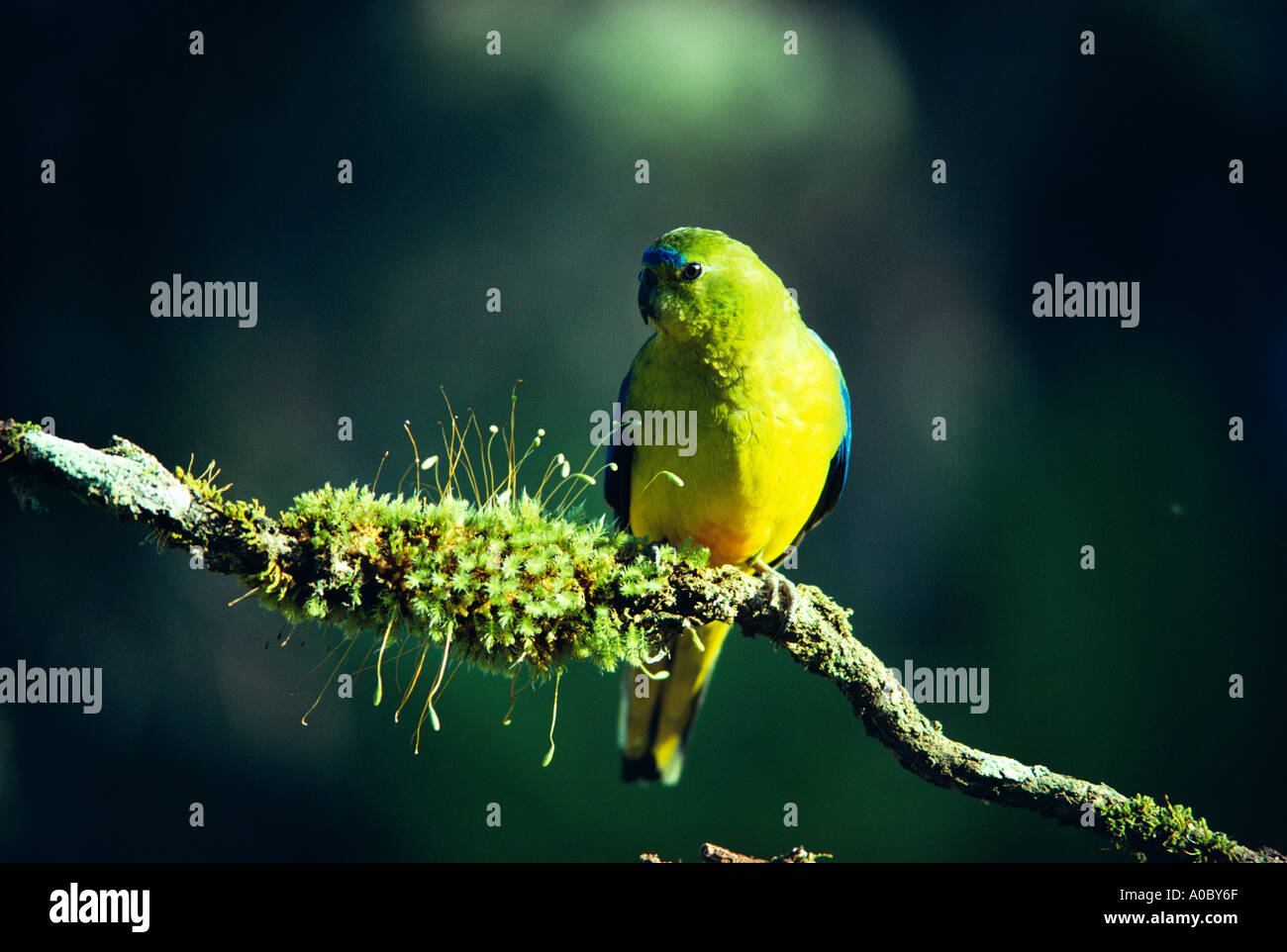 Orange bellied Parrot Neophema chrysogaster Male perched South West ...