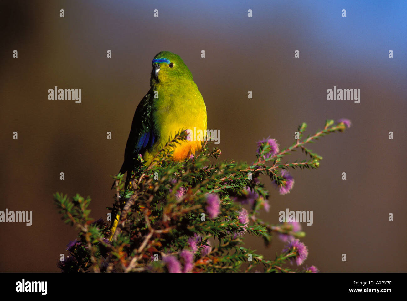 Orange bellied Parrot Neophema chrysogaster Male perched in South West ...