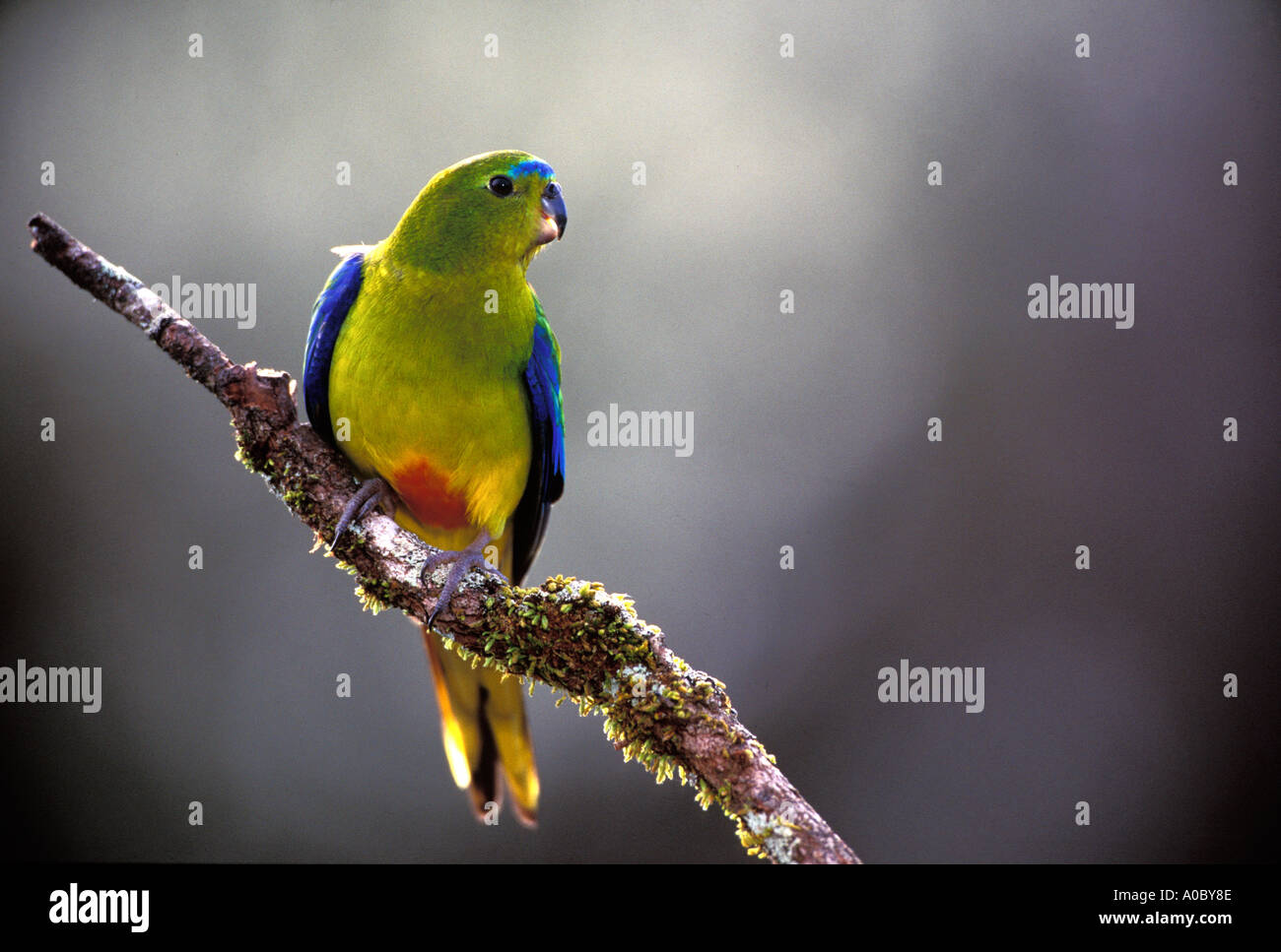 Orange bellied Parrot Neophema chrysogaster Male perched South West ...
