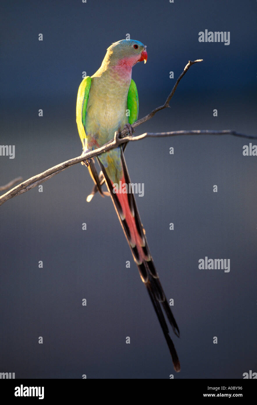 Princess Parrot Polytelis alexandrae Adult Northern Territory Australia ...