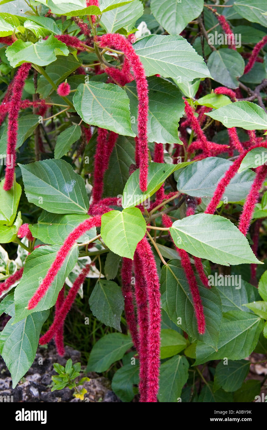 Love Lies Bleeding Amaranthus Stock Photo - Alamy