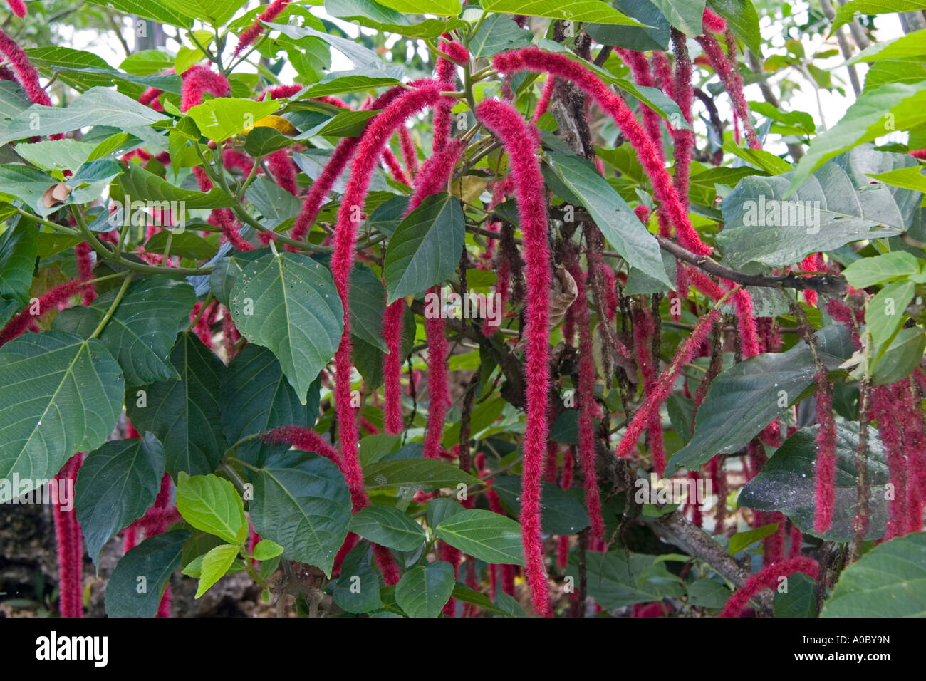 Love Lies Bleeding Amaranthus Stock Photo - Alamy