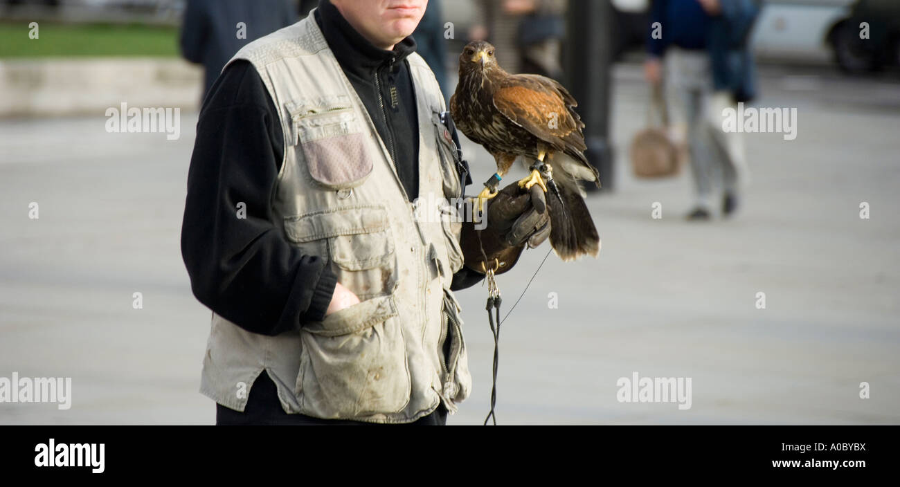 A Harris Hawk with its handler in Trafalgar Square trained to scare ...
