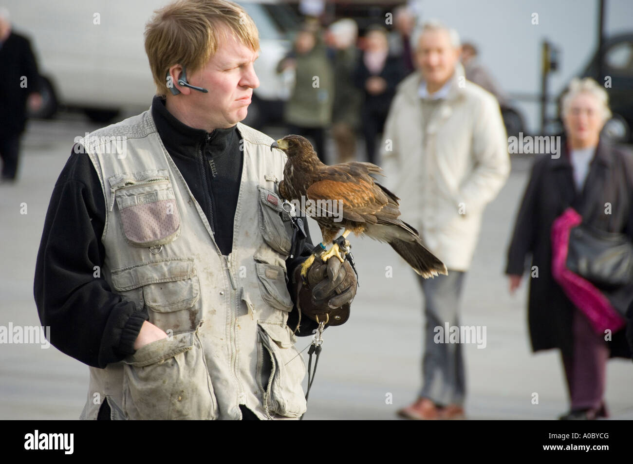 A Harris Hawk with its handler in Trafalgar Square trained to scare ...