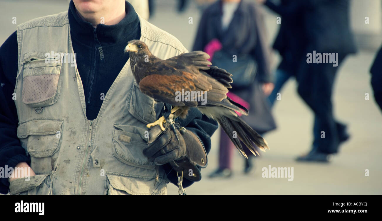 A Harris Hawk in Trafalgar Square trained to scare pigeons Stock Photo ...