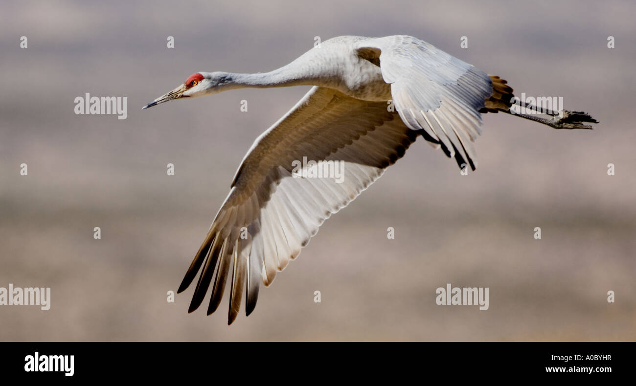 Crane with wings outstretched in flight hi-res stock photography and ...