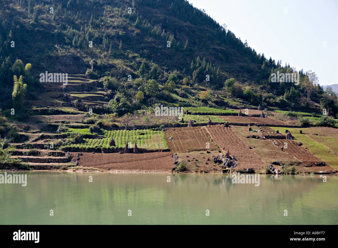 CHINA YANGTZE RIVER Chinese farm workers harvesting grain and planting ...