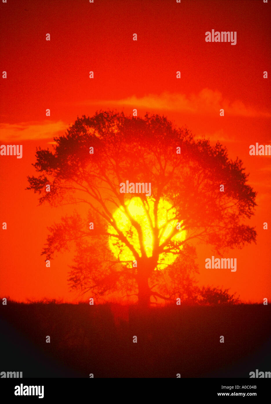 Sun through tree Stock Photo - Alamy