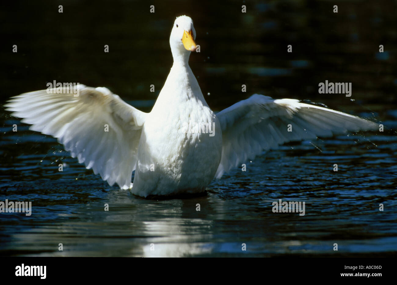 white goose taking off Stock Photo - Alamy