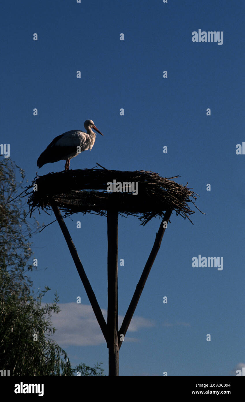 STORK IN ALSACE Stock Photo - Alamy