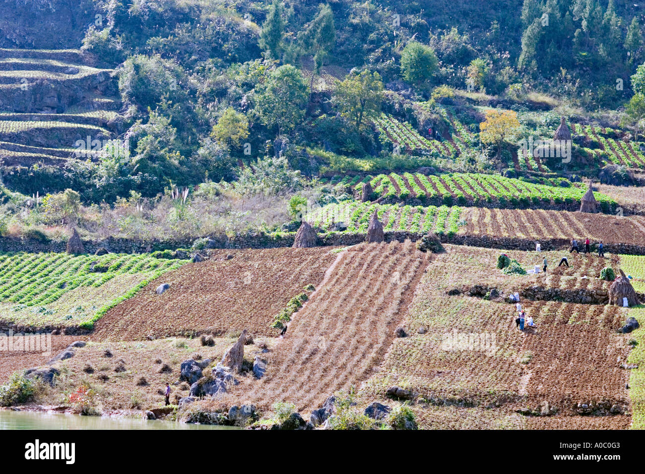 CHINA YANGTZE RIVER Chinese farm workers harvesting grain and planting ...
