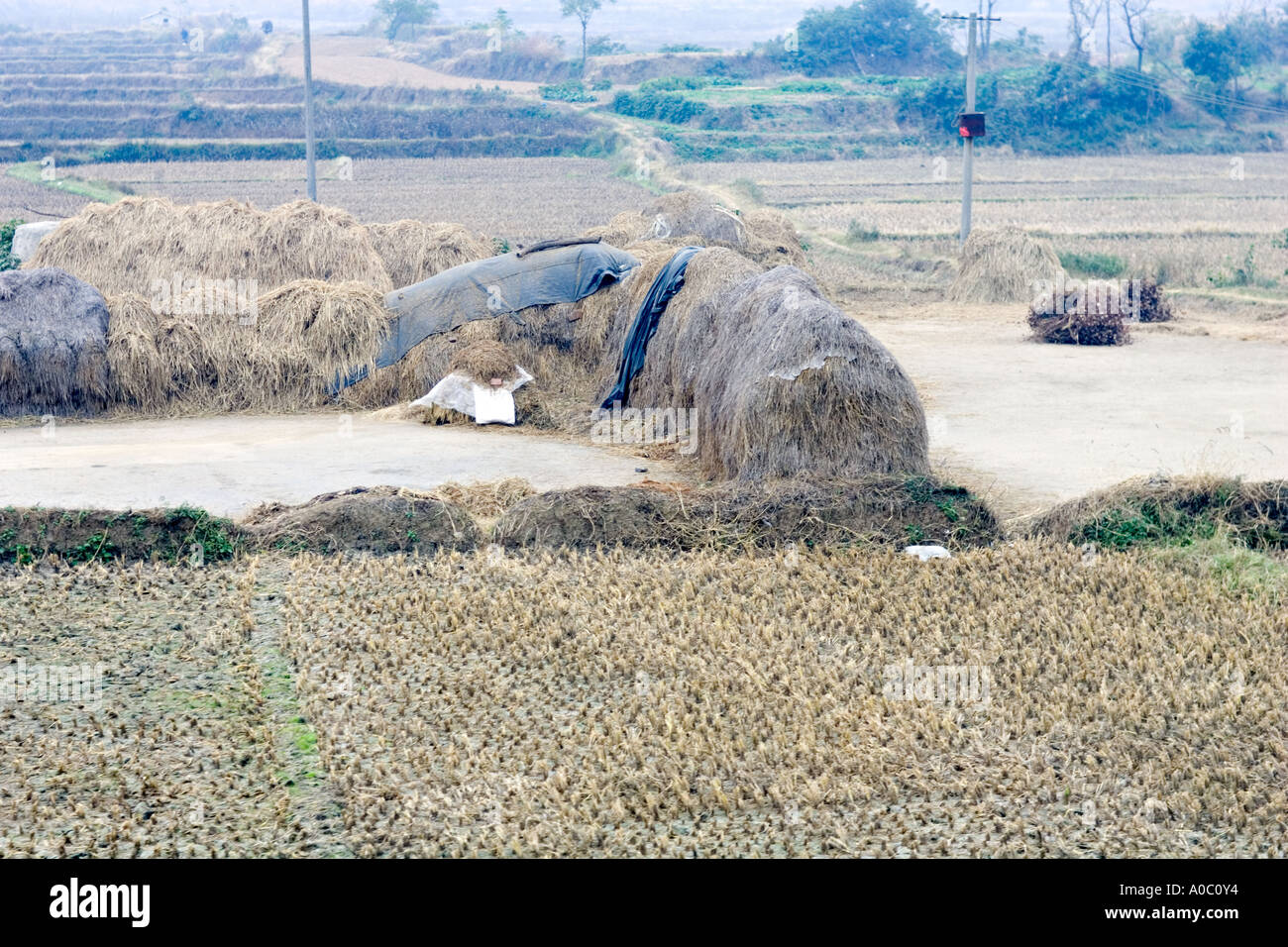 CHINA YANGTZE BASIN Chinese farm workers threshing grain by hand in the ...