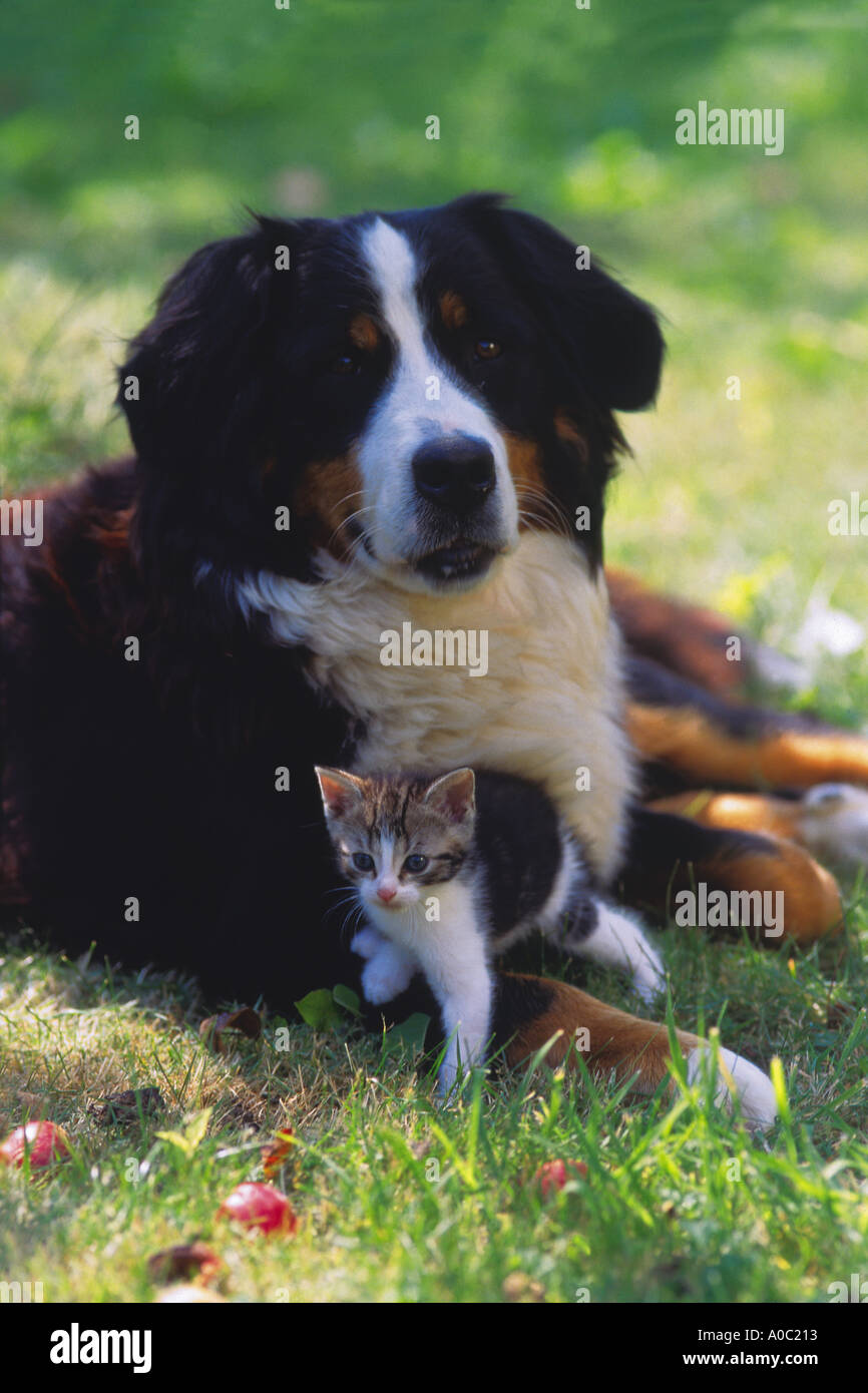 Dog in gras hi-res stock photography and images - Alamy