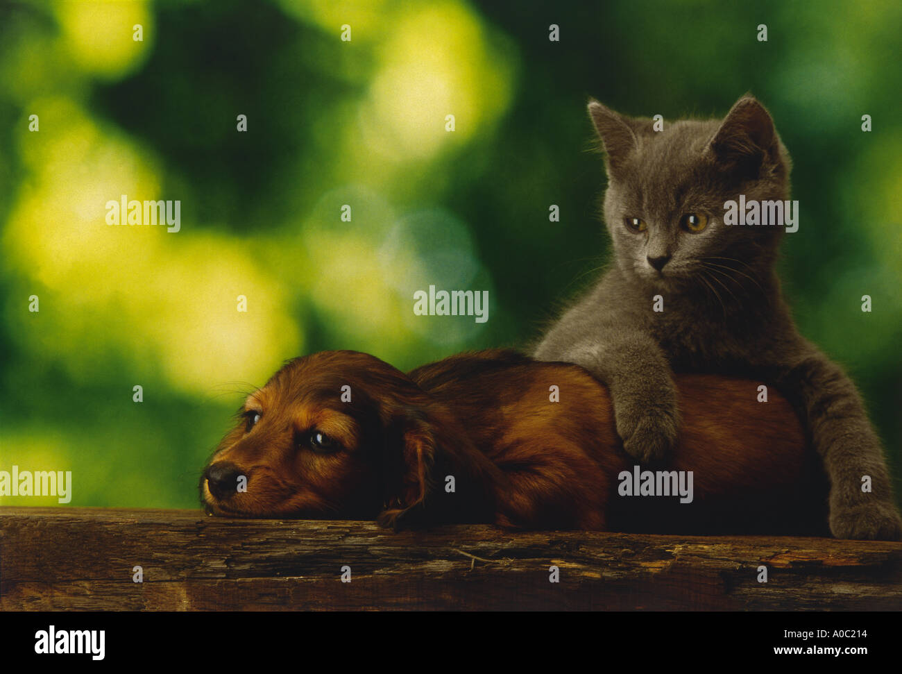 Cats and dogs together outside hi-res stock photography and images - Alamy
