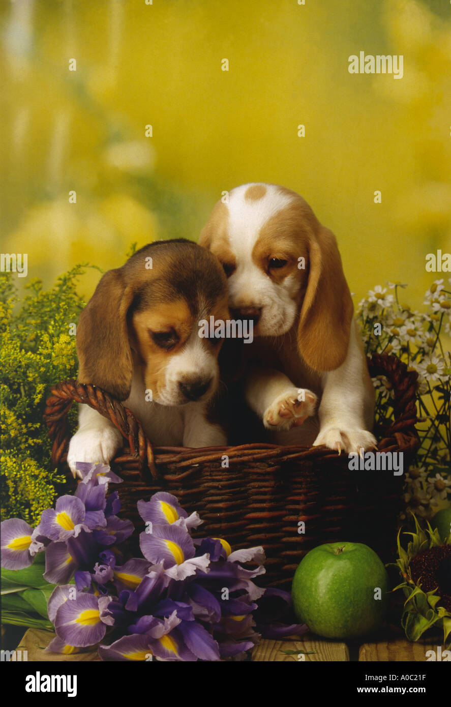 beagles pets puppies Stock Photo - Alamy