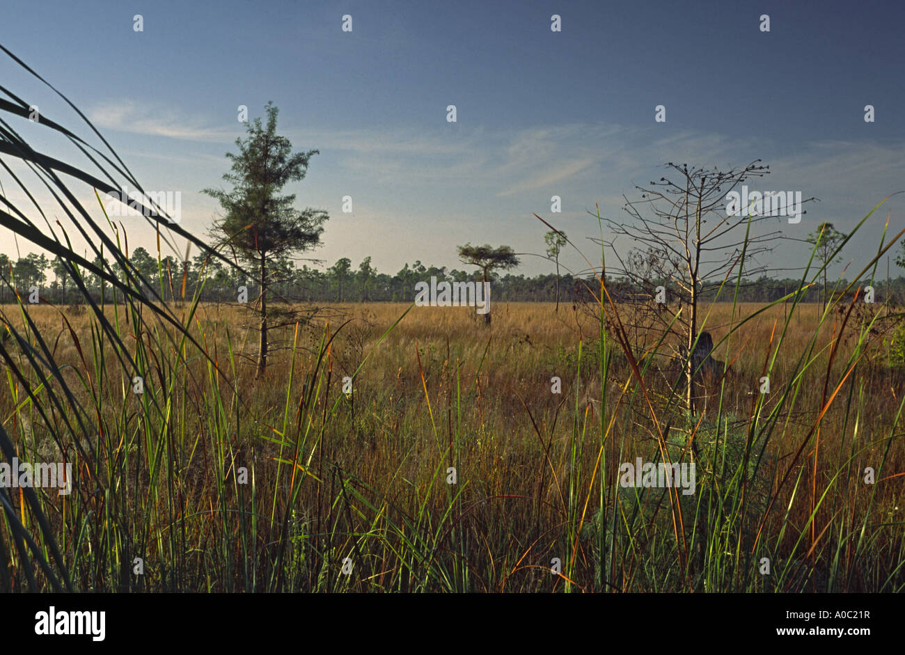 Dayhoff Slough, Big Cypress Nat Preserve, Florida, USA Stock Photo - Alamy