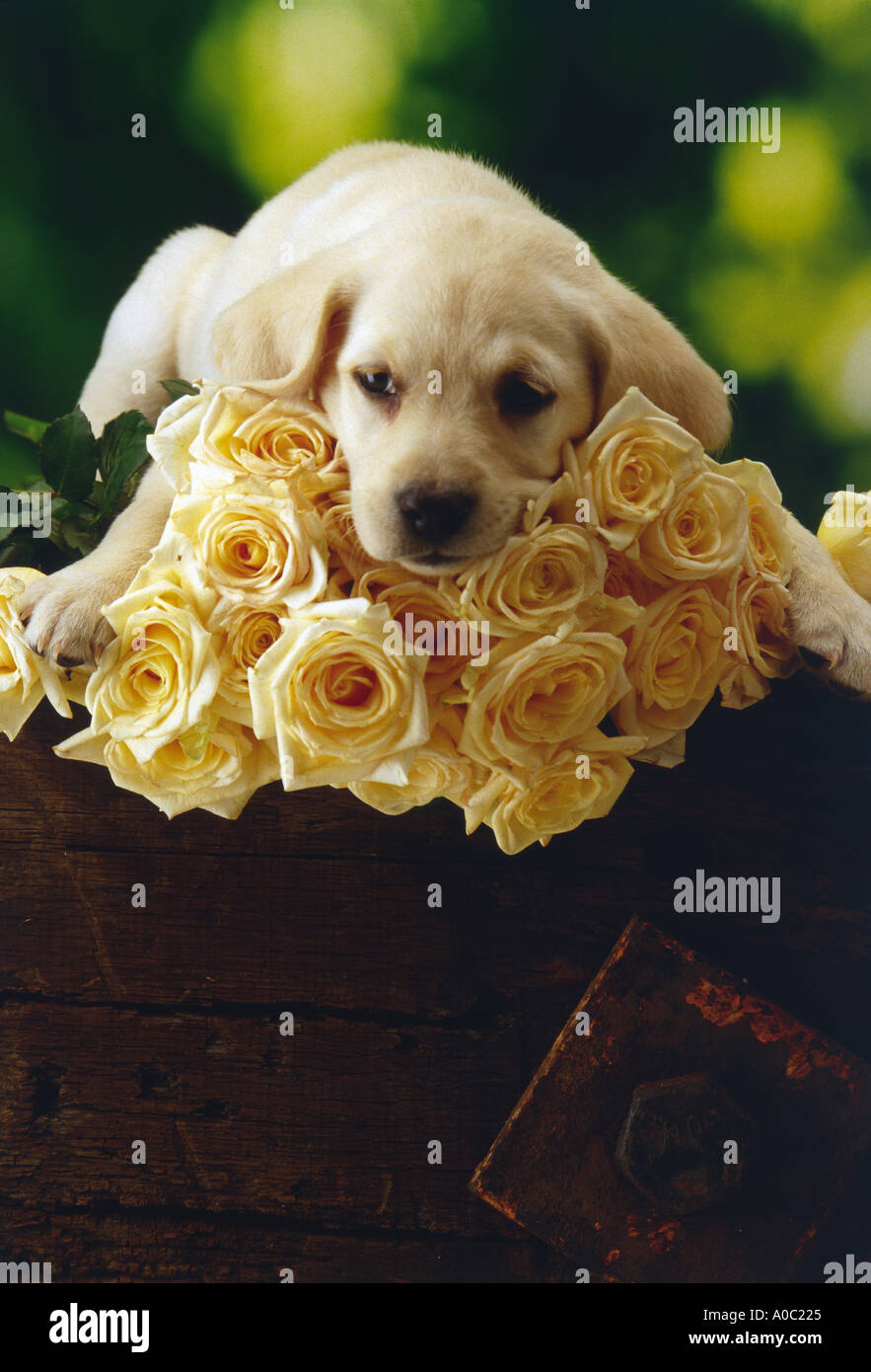 puppy on roses Stock Photo - Alamy