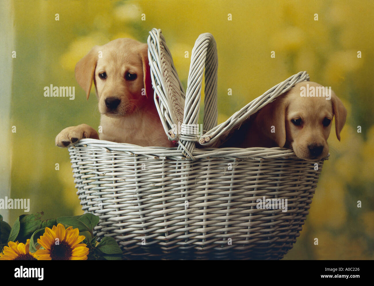 two puppies labrador in basket couple Stock Photo - Alamy