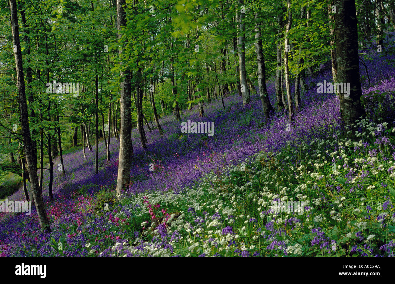 Spring flowers in beech wood Devon Stock Photo - Alamy