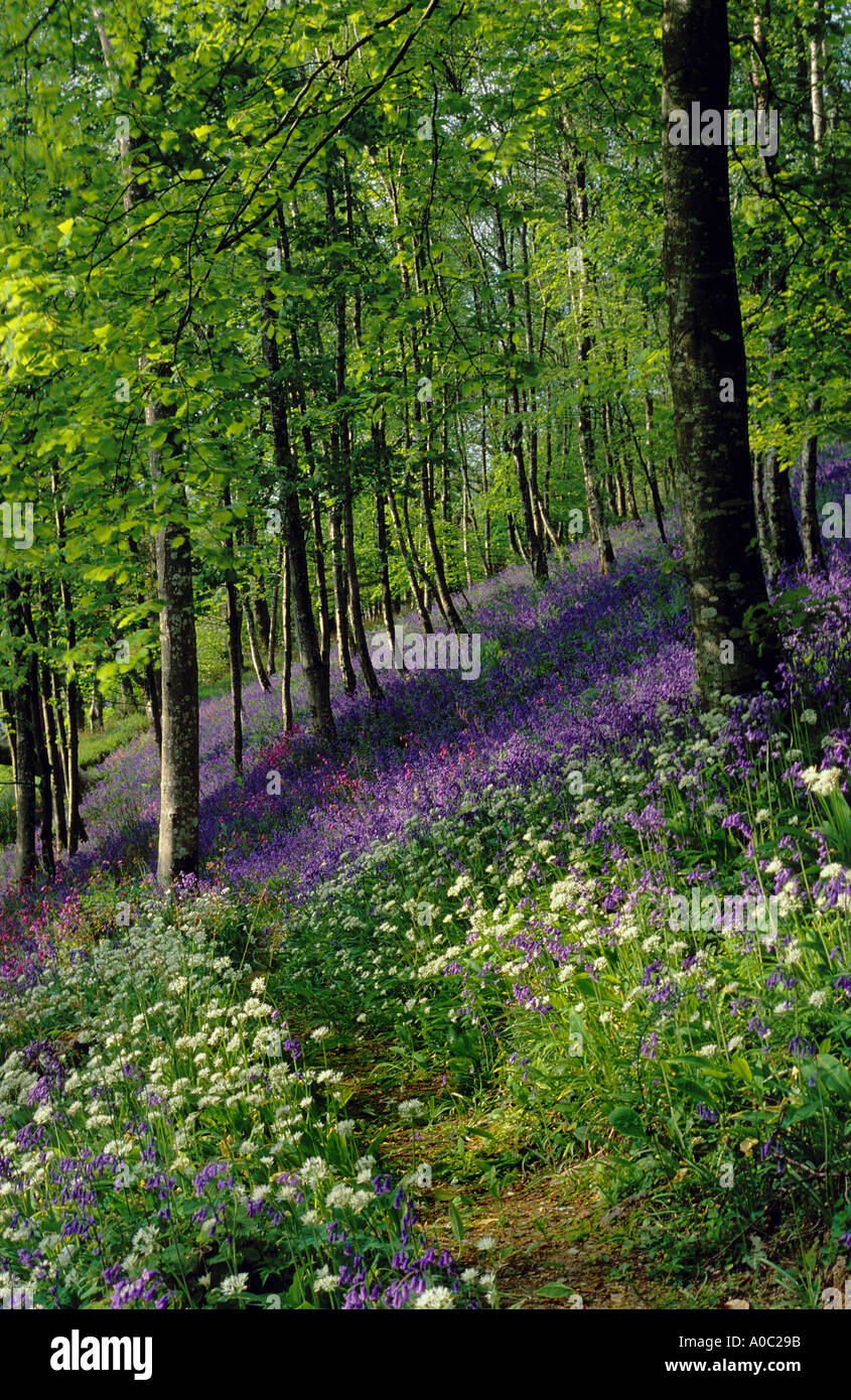 Spring flowers in beech wood Devon England UK Stock Photo - Alamy