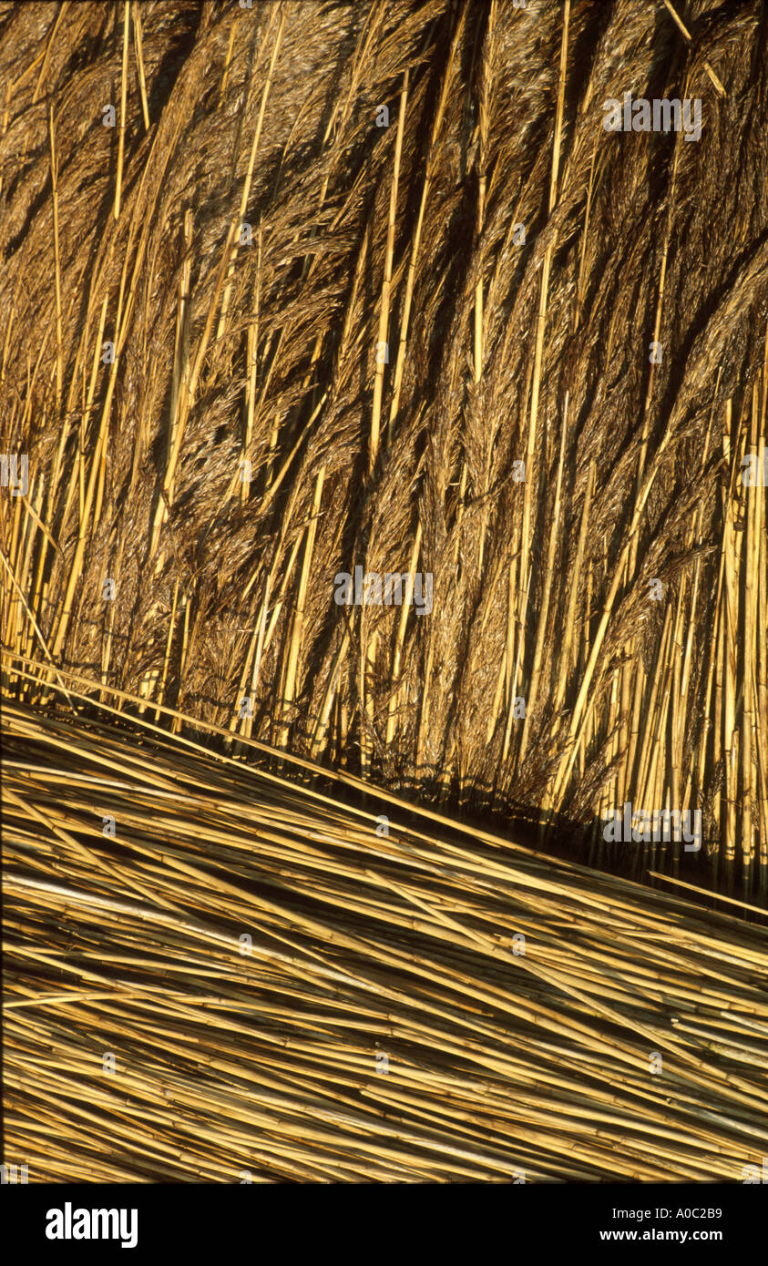 Norfolk broads reed thatch hi-res stock photography and images - Alamy