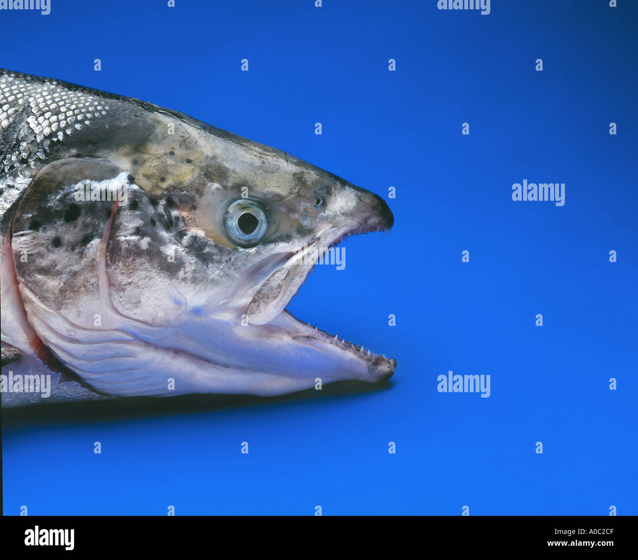 Salmon fish Sea Food Delicacies delicacy animal opend mouth Stock Photo ...