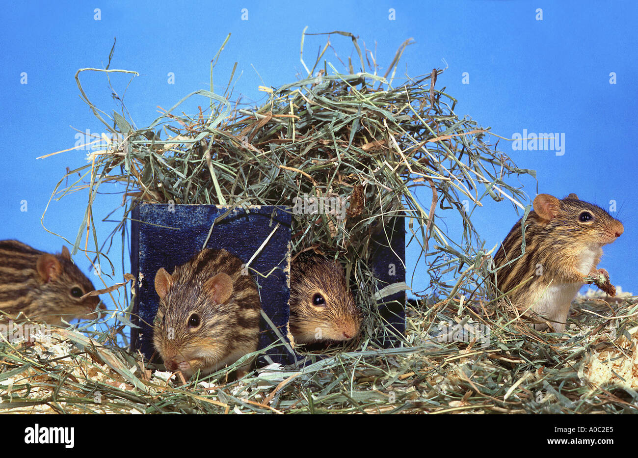 Animalshouse hi-res stock photography and images - Alamy