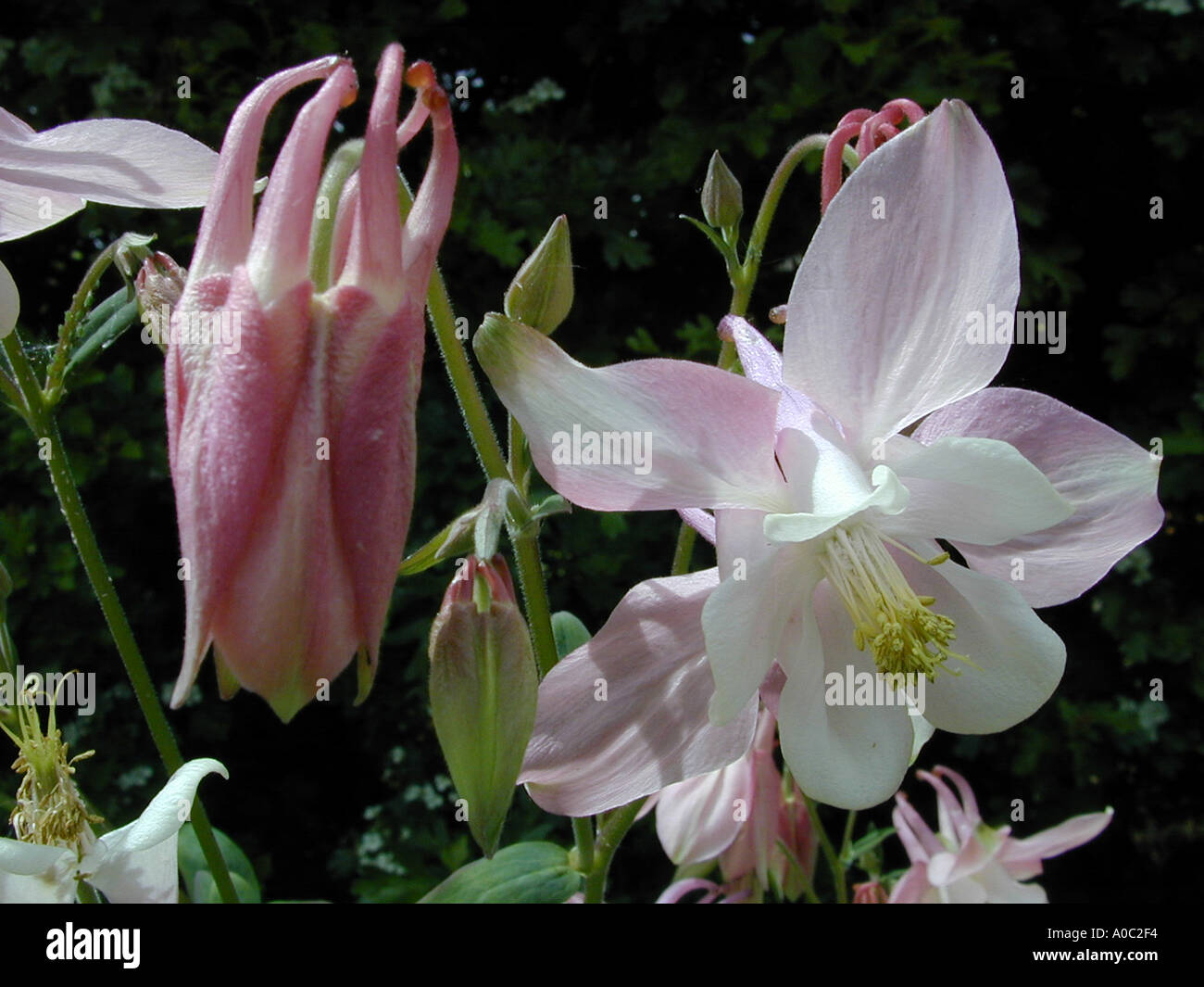 Columbines in Flower in a Garden in Alsager Cheshire England United ...
