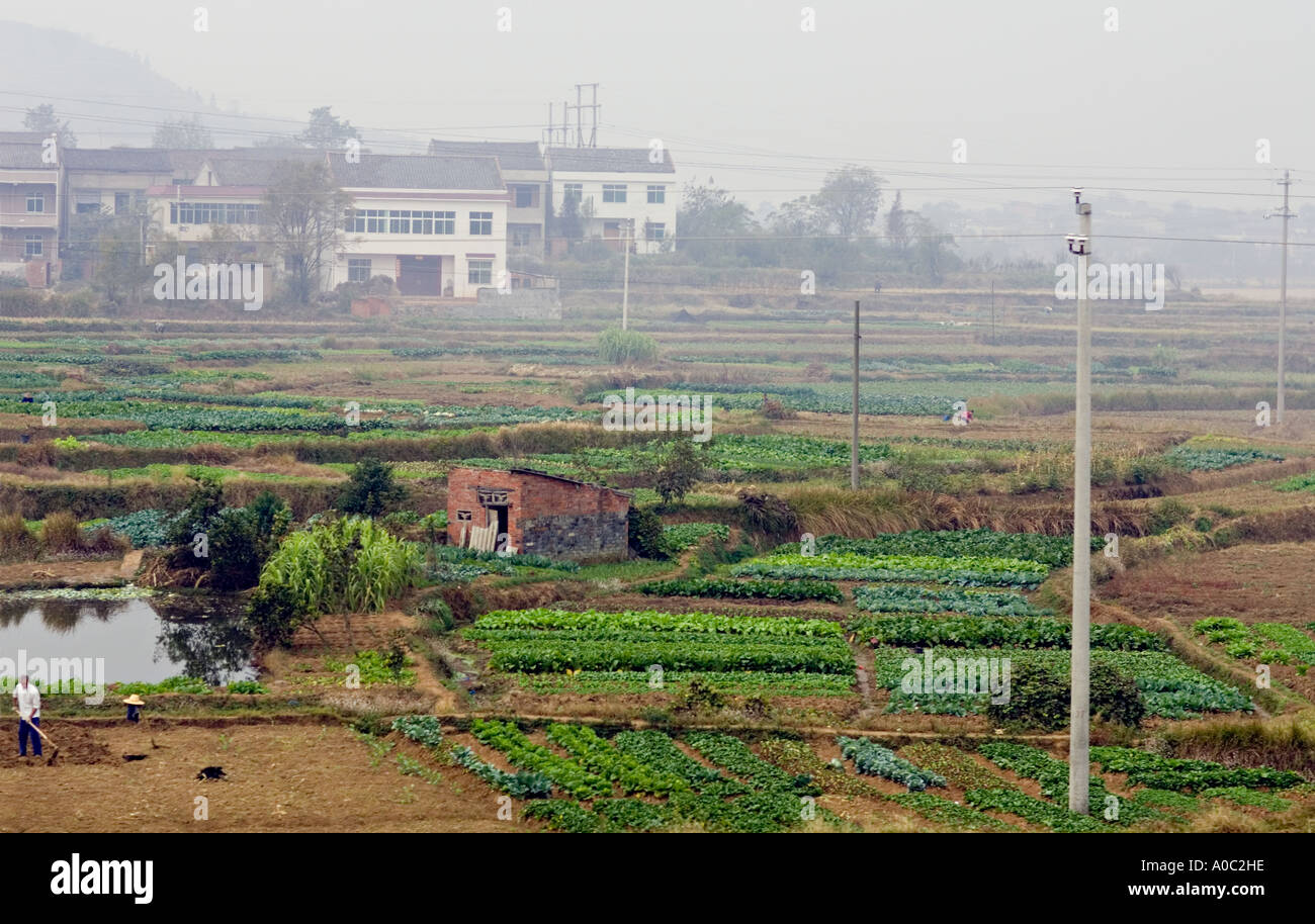 CHINA SHANGHAI Chinese people work in their small garden plots on the ...