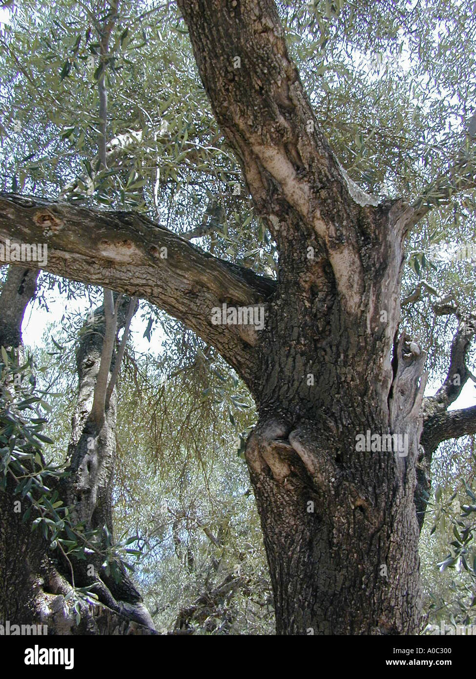 Corfu greece olive press hi-res stock photography and images - Alamy