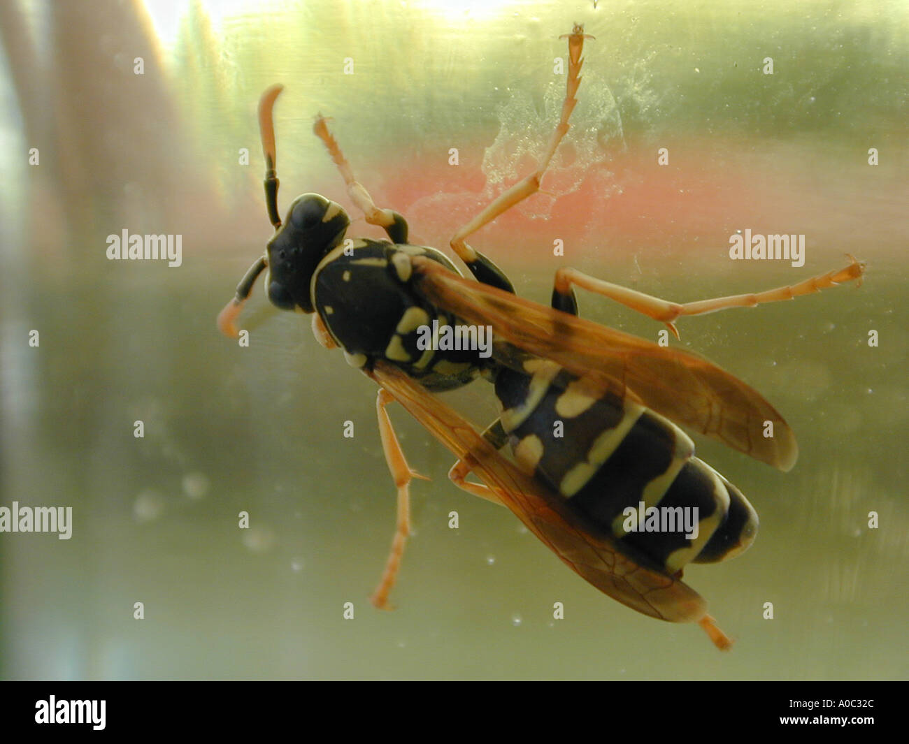 Thirsty wasp hi-res stock photography and images - Alamy