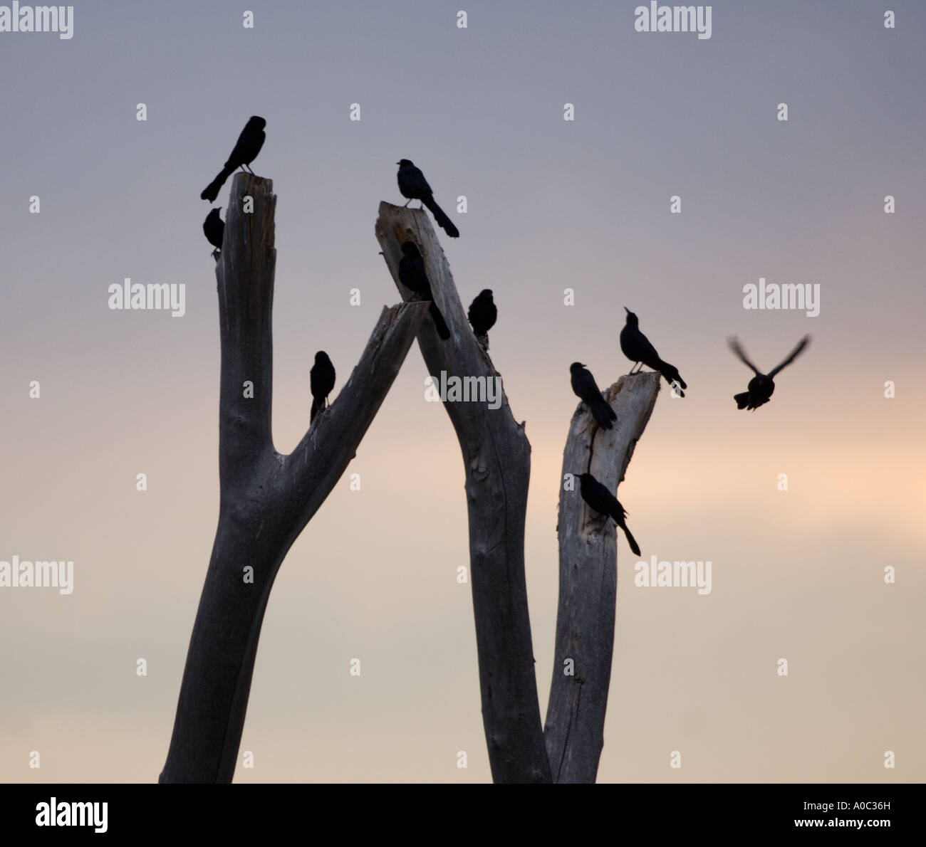 Common Grackles (Quiscalus quiscula) flying about at sunrise, Bosque ...