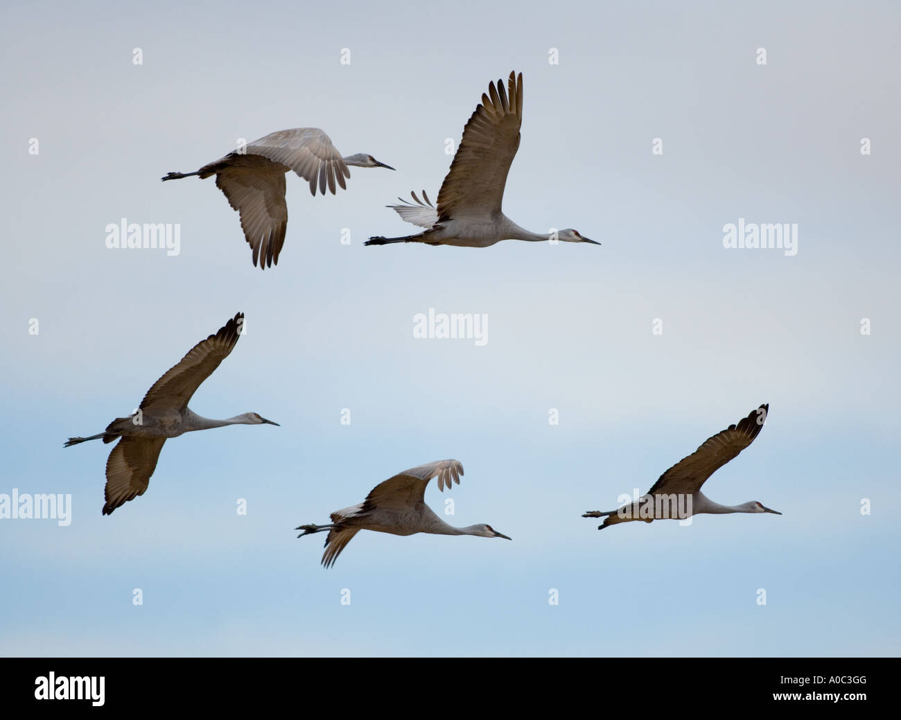 Bosque del Apache - New Mexico - USA Sandhill Cranes in flight ...
