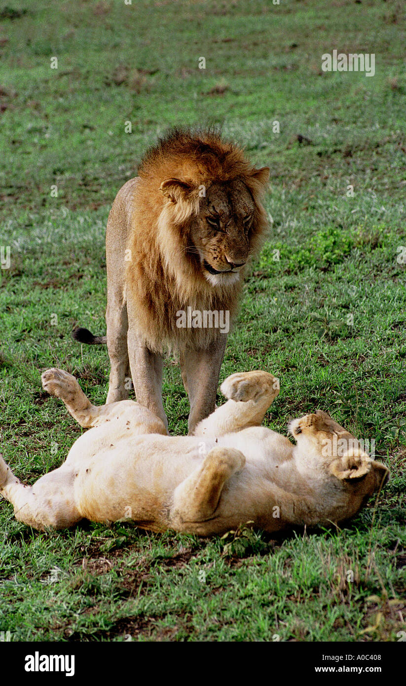 Mating games hi-res stock photography and images - Alamy