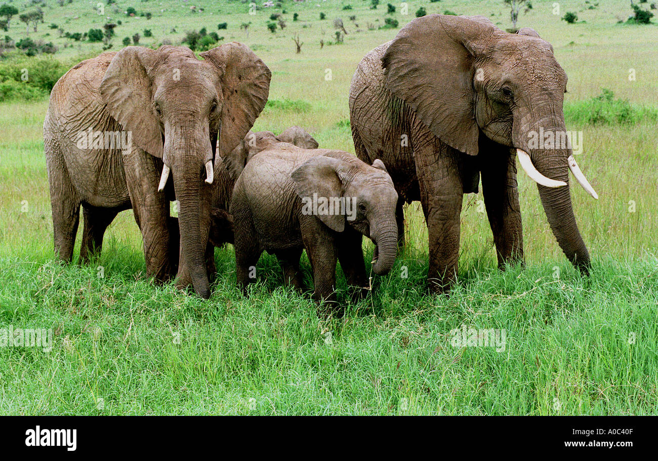 Female Elephants looking after younger members of the family in the ...