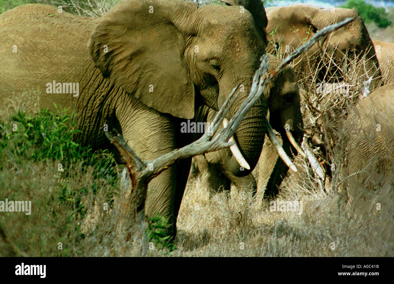 Elephants in Kenya's Tsavo National Park Stock Photo - Alamy