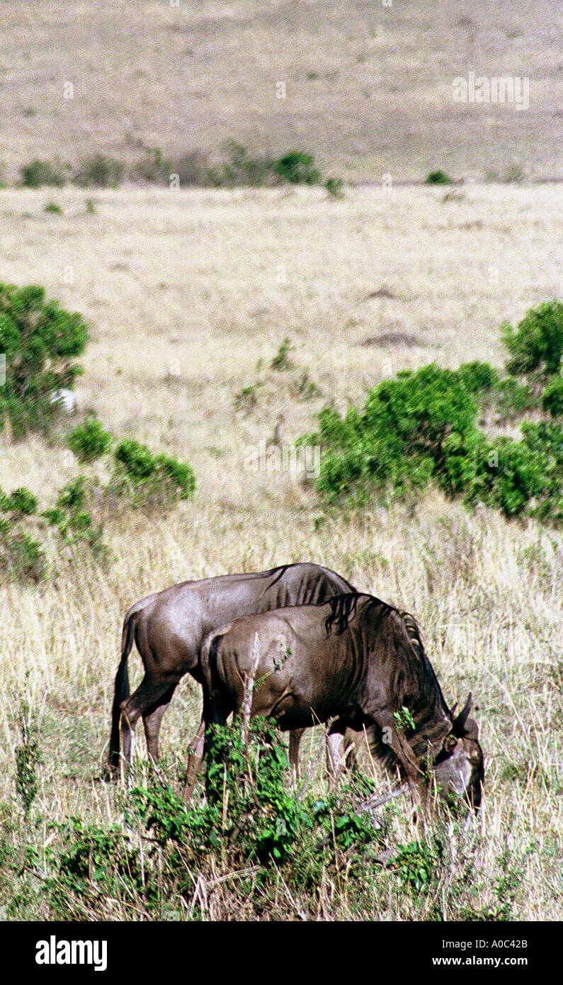Common Wildebeest in the Masai Mara Game Reserve Kenya Stock Photo - Alamy