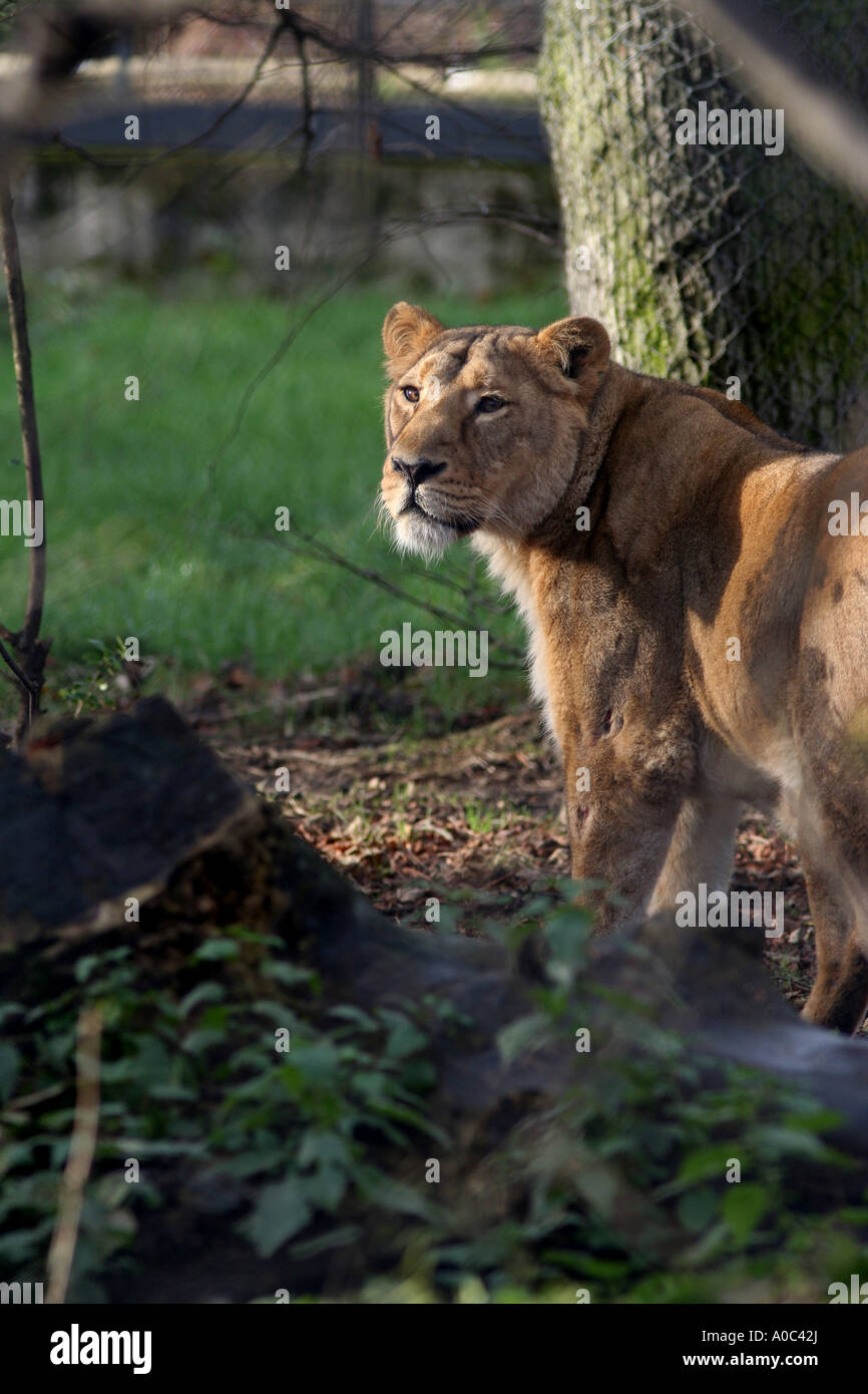 Asiatic lion group hi-res stock photography and images - Alamy