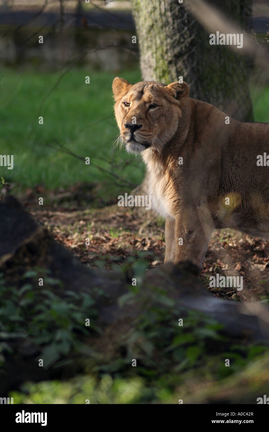 Asiatic lion group hi-res stock photography and images - Alamy