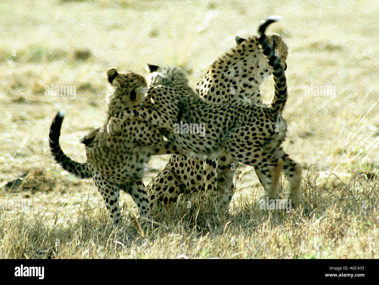 Cheetah cubs play while their mother keeps watch in the Masai Mara Game ...