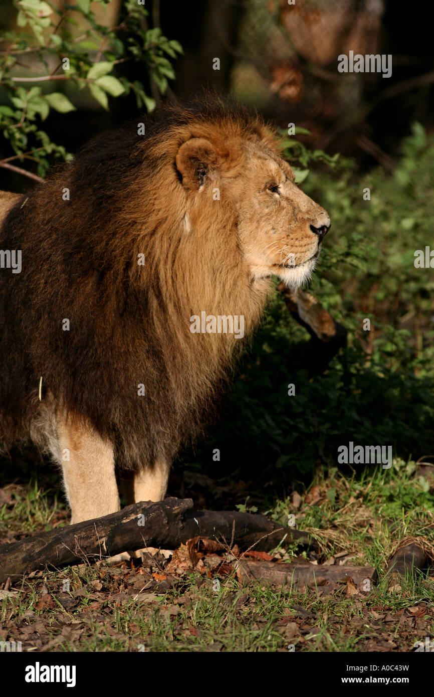 Asiatic male lion Stock Photo - Alamy