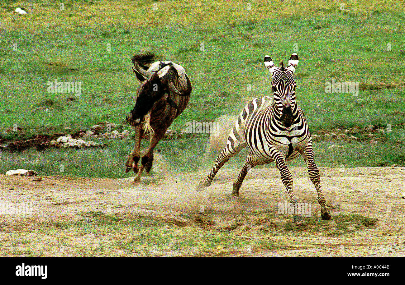 Chased common hi-res stock photography and images - Alamy