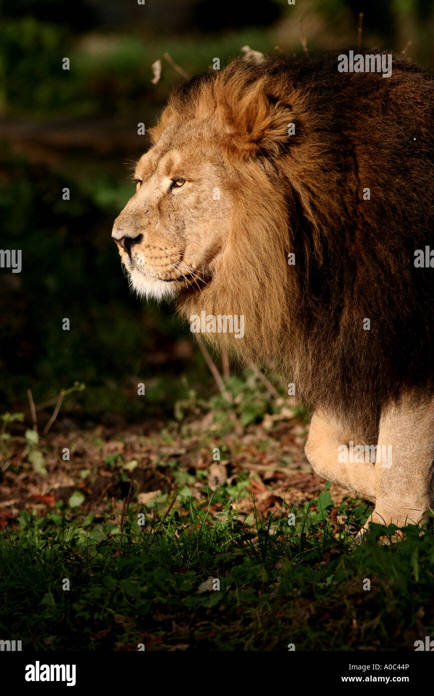 Asiatic male lion Stock Photo - Alamy