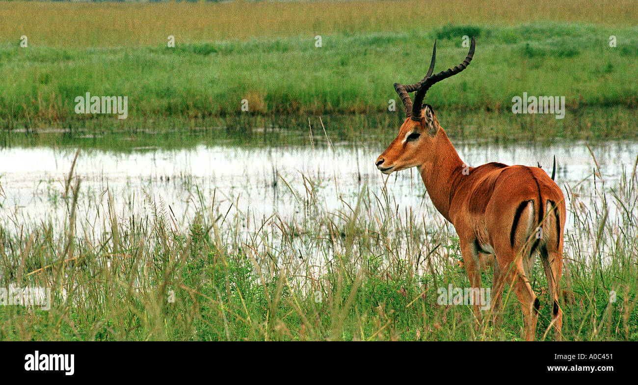Impala in national reserve hi-res stock photography and images - Alamy