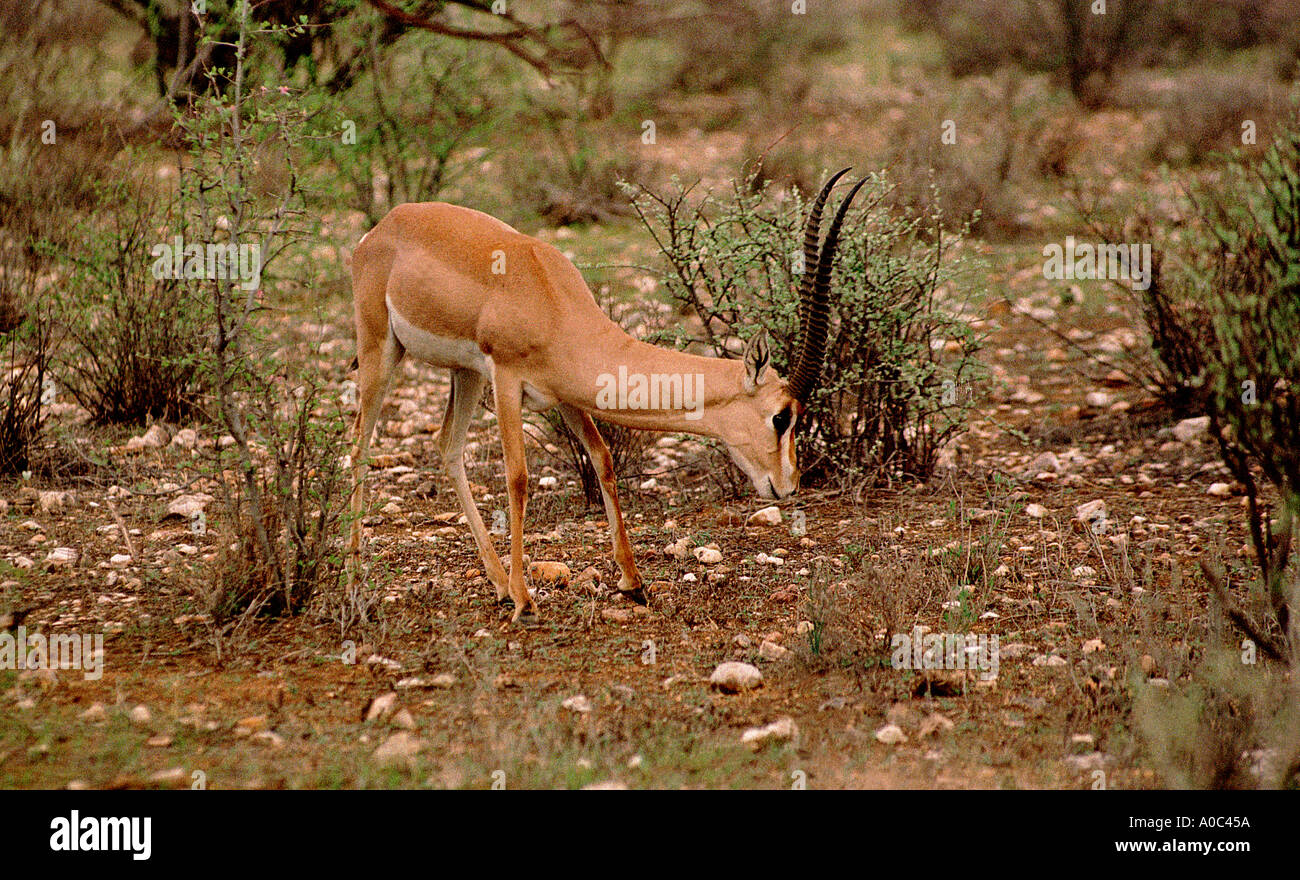 A male Grant.s Gazelle in the Samburu District of Kenya Stock Photo - Alamy