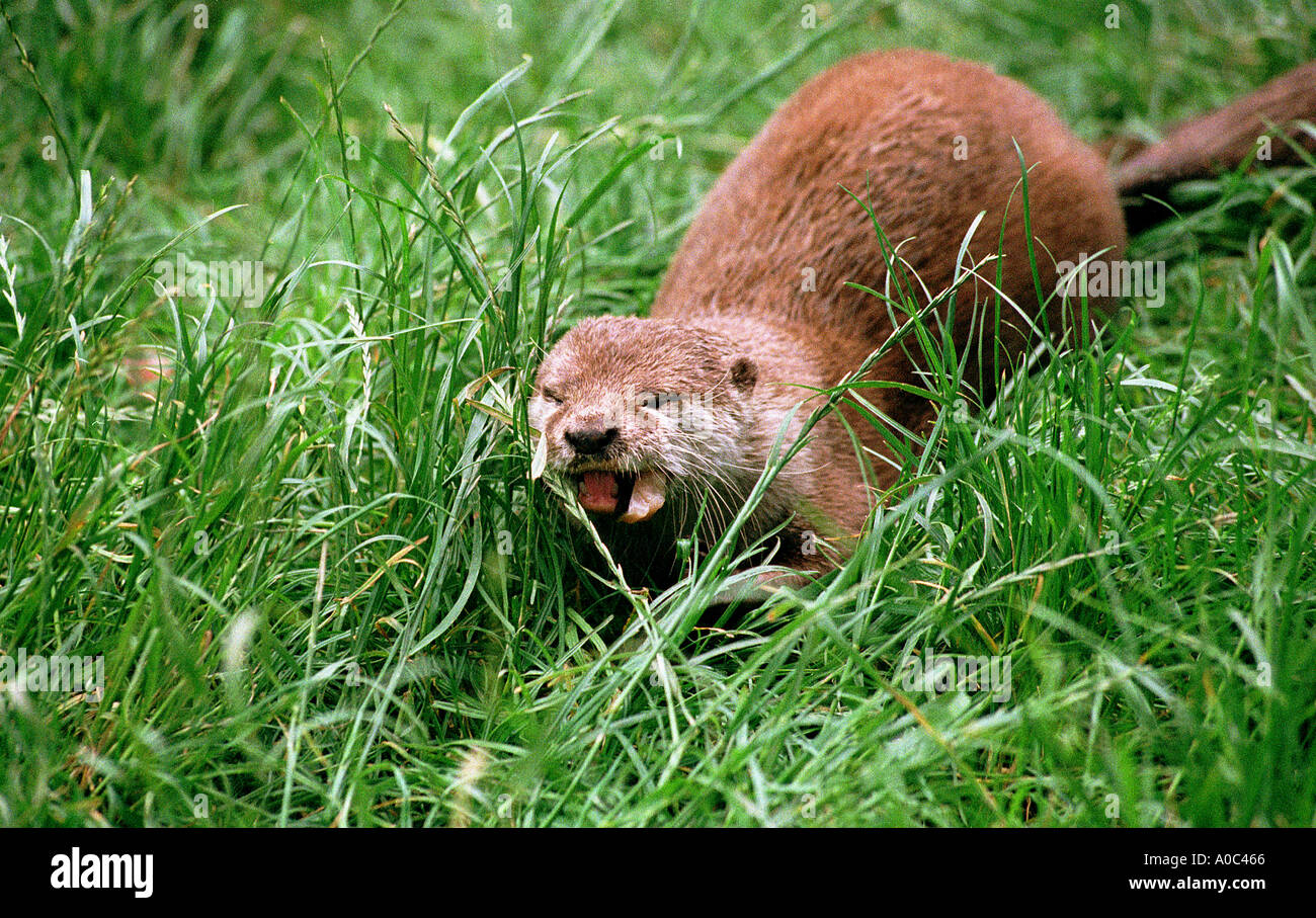 Otter at Butterfly and otter sanctuary South Devon Stock Photo - Alamy