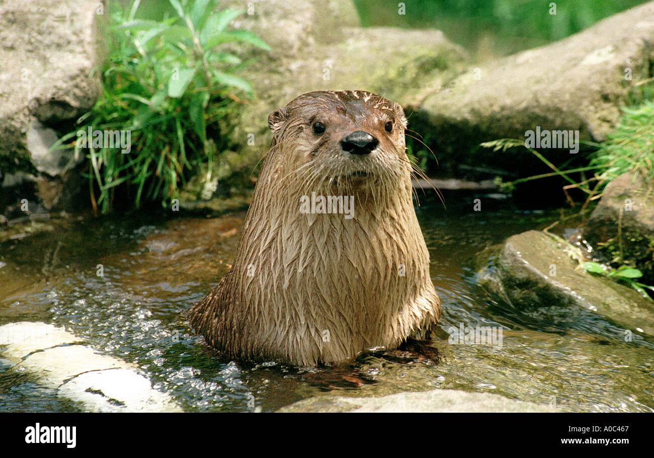 Otter Butterfly and Otter sanctuary South Devon Stock Photo - Alamy